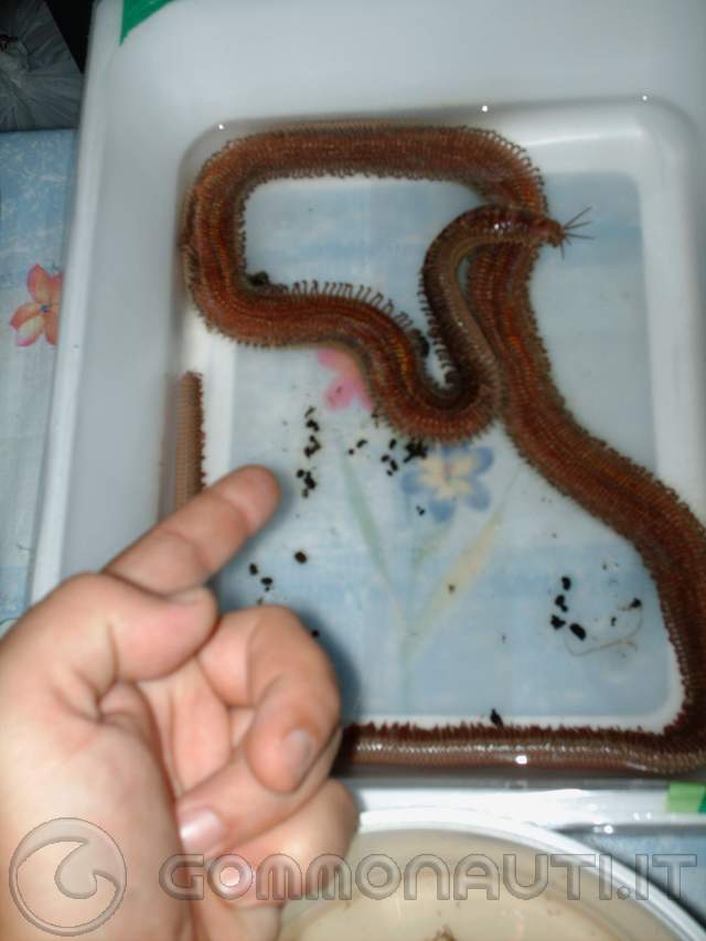 LA VERMARA O VERME DI RIMINI