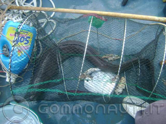 PESCA CON LA NASSA ZONA POLIGNANO, BEL GRONGO.