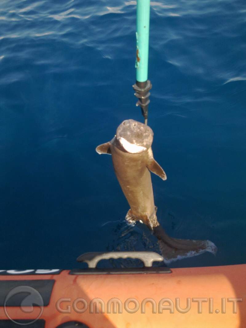 FILMATO DEL RITROVAMENTO DI UNO STRANO PESCE MORTO