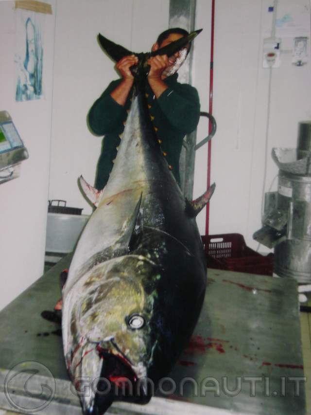 TONNO PINNA GIALLA, CONSENTITO?