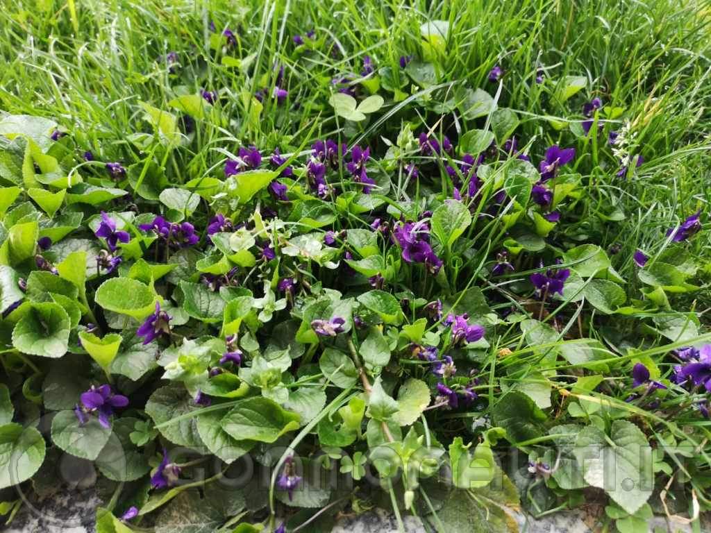 FIORITURE PRIMAVERILI [PAG. 14]