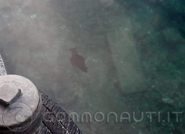 STRANO PESCE NEL PORTICCIOLO,DI COSA SI TRATTA?