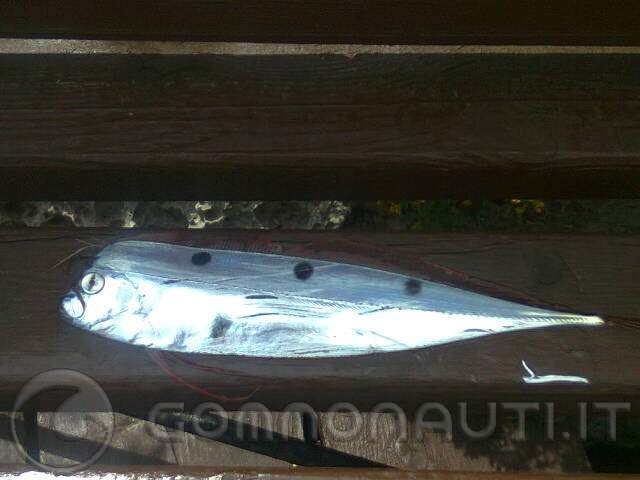 CHE PESCE HO PESCATO???